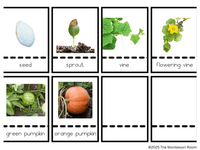 Life Cycle of a Pumpkin Activities [FREE Printables] - The Montessori Room