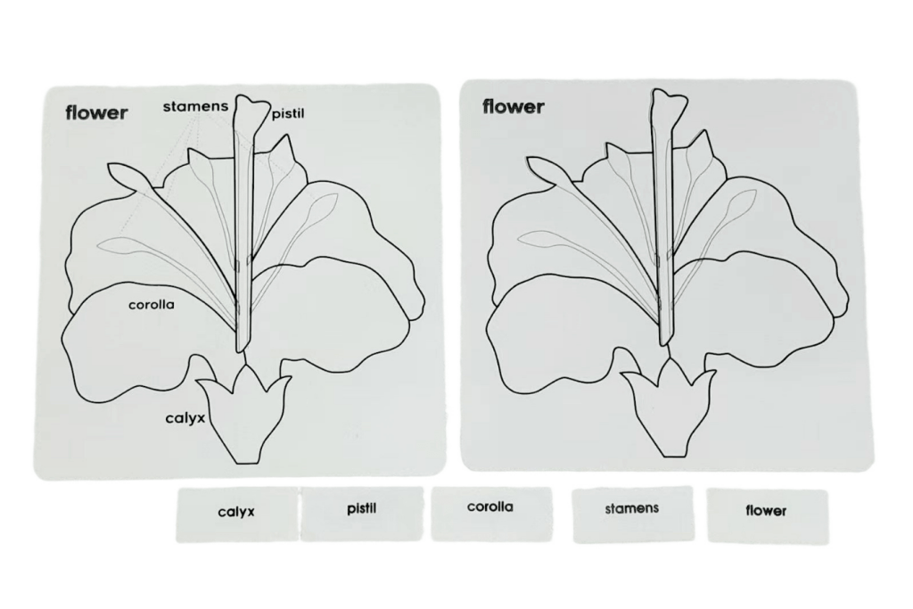 Botany Puzzle - Parts of a Flower I The Montessori Room Toronto