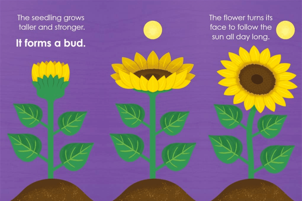 Montessori: Seed Work I The Montessori Room